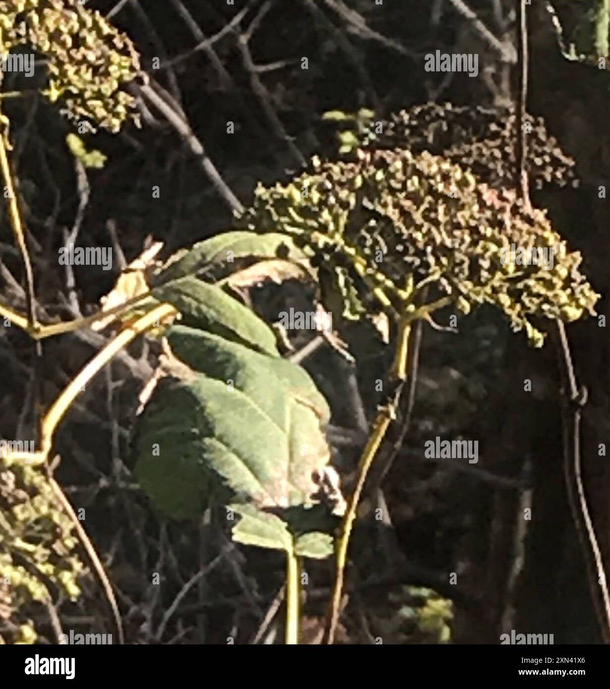 wild hydrangea (Hydrangea arborescens) Plantae Stock Photo - Alamy