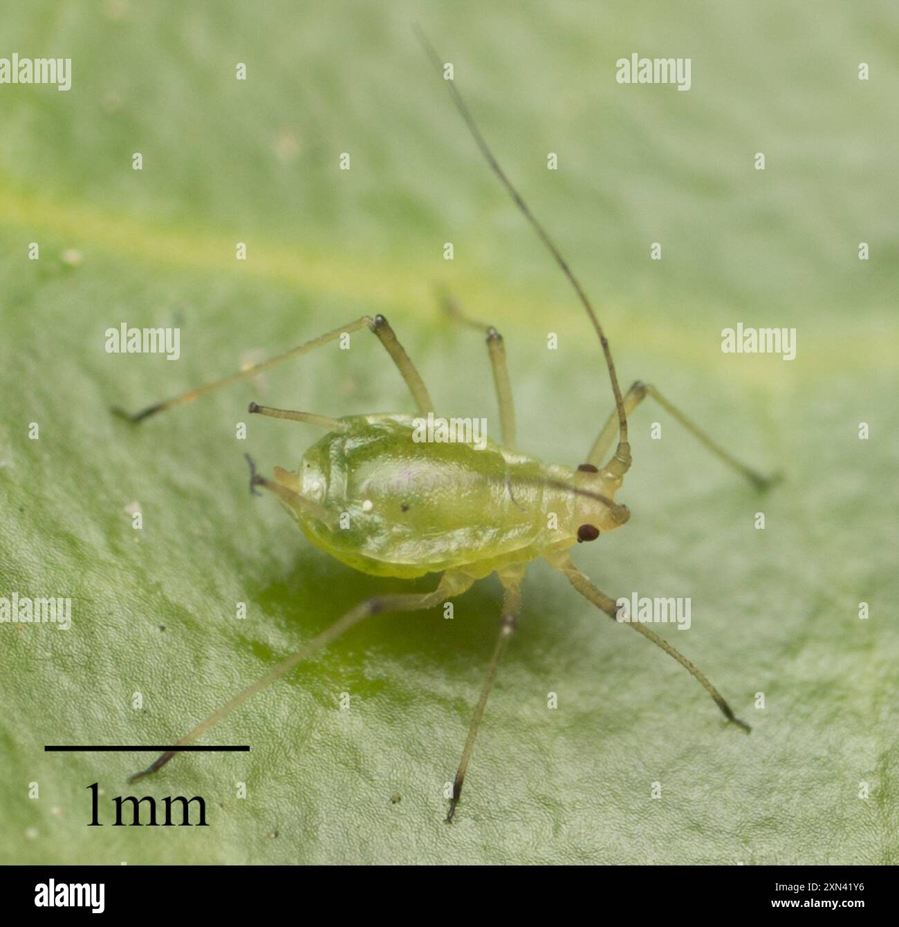 Green Peach Aphid (Myzus persicae) Insecta Stock Photo - Alamy