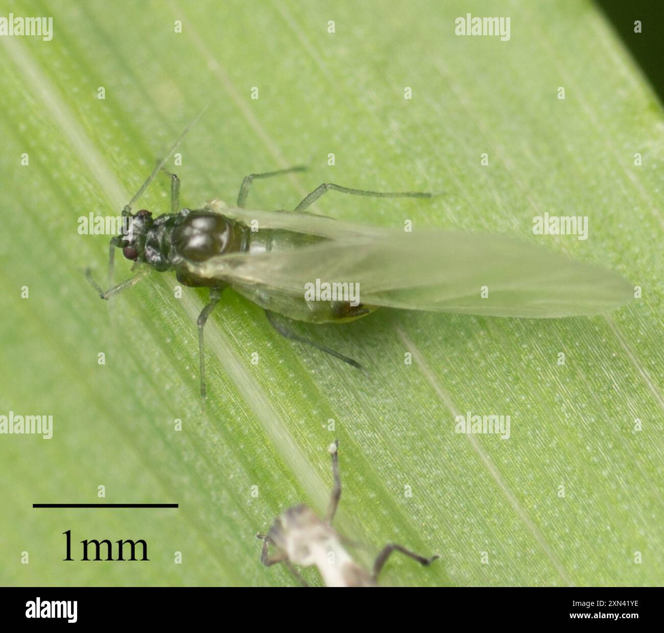 Corn Leaf Aphid (Rhopalosiphum maidis) Insecta Stock Photo - Alamy