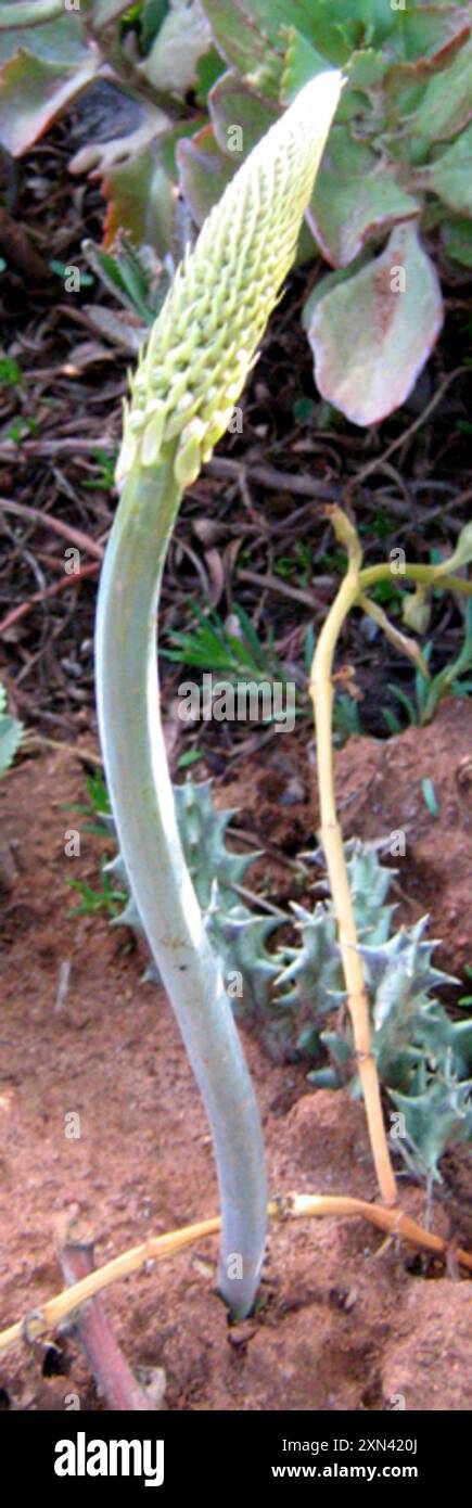 Red Squill (Drimia sanguinea) Plantae Stock Photo - Alamy