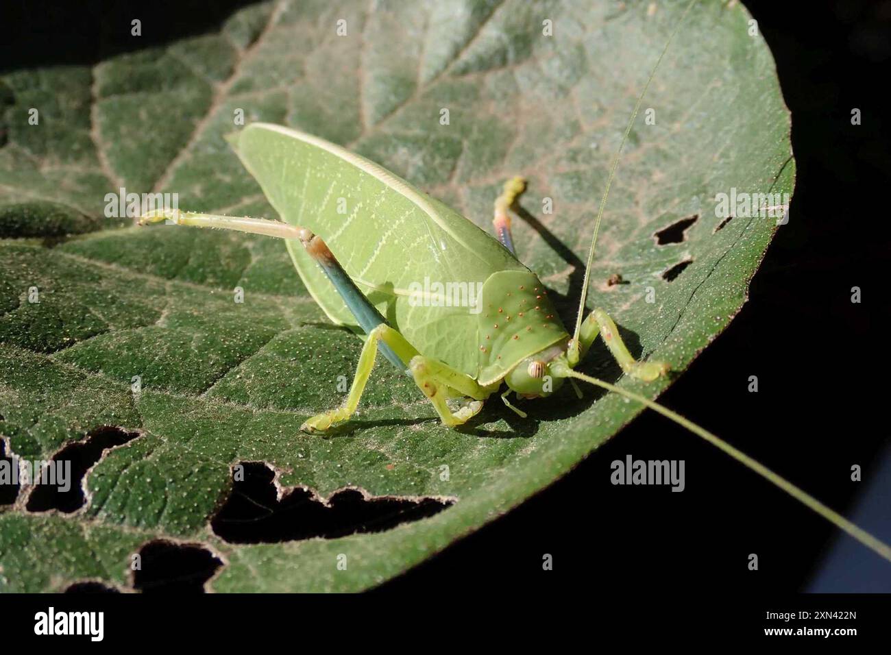 Blue-legged Sylvan Katydid (Zabalius ophthalmicus) Insecta Stock Photo ...
