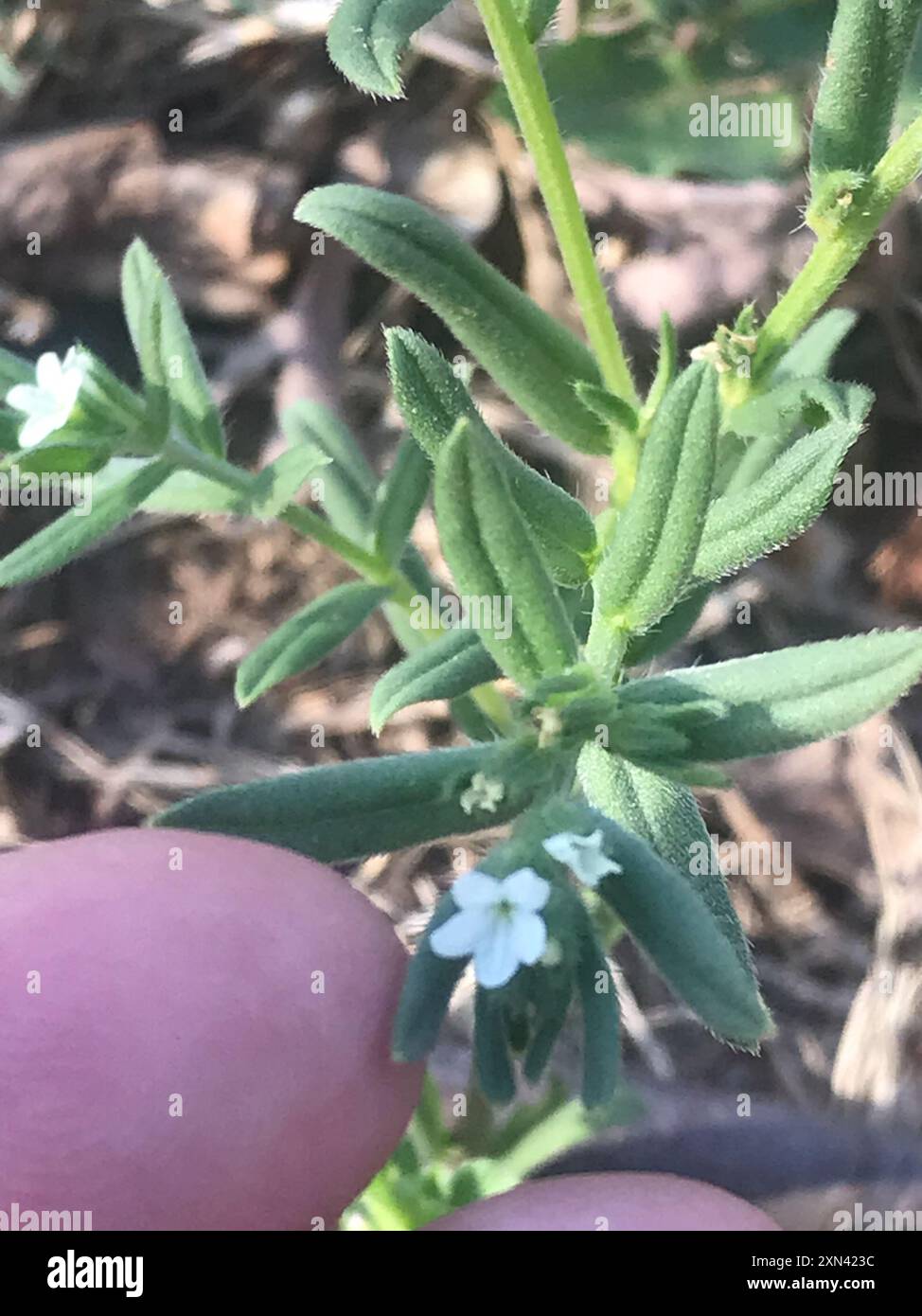 corn gromwell (Buglossoides arvensis) Plantae Stock Photo - Alamy