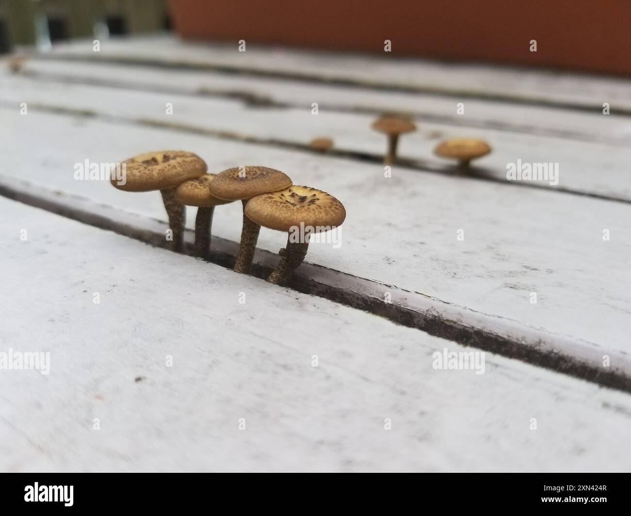 Spring Polypore (Lentinus arcularius) Fungi Stock Photo - Alamy