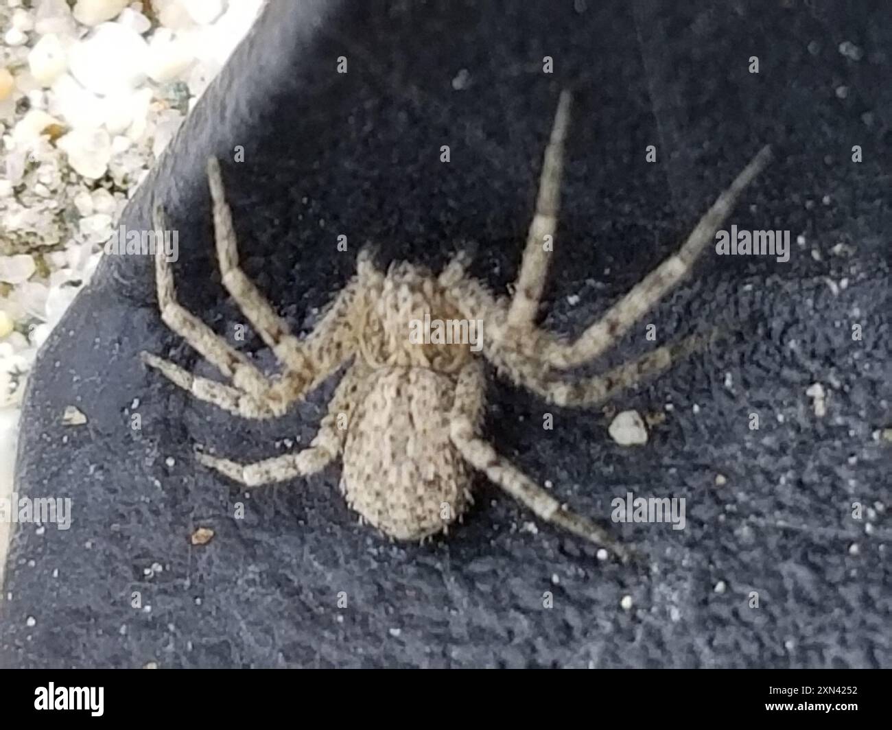 Running Crab Spiders (Philodromidae) Arachnida Stock Photo - Alamy