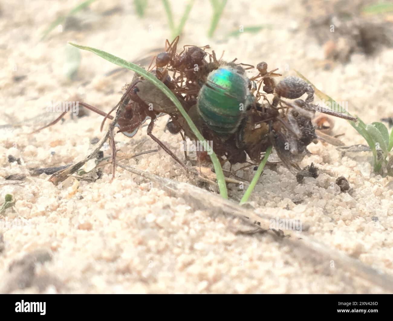Texas Leafcutter Ant (Atta texana) Insecta Stock Photo - Alamy