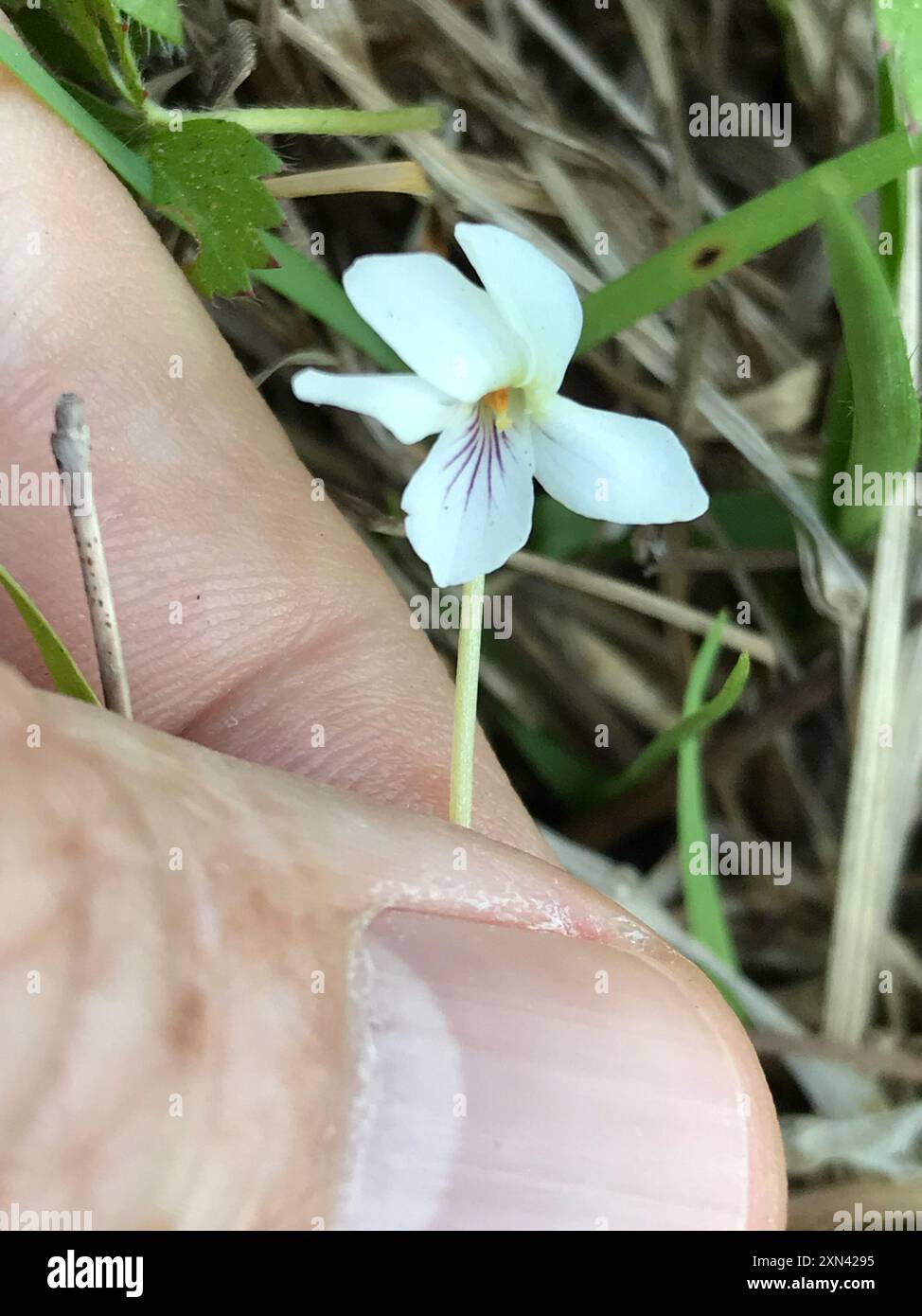 primrose-leaved violet (Viola primulifolia) Plantae Stock Photo - Alamy
