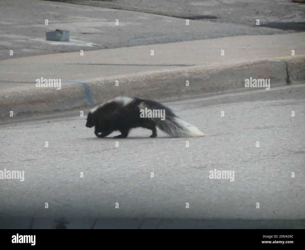 Striped Skunk (Mephitis mephitis) Mammalia Stock Photo - Alamy