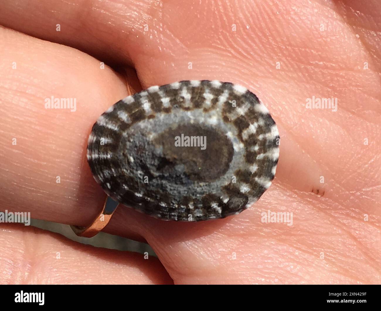 Plate Limpet (Lottia scutum) Mollusca Stock Photo - Alamy