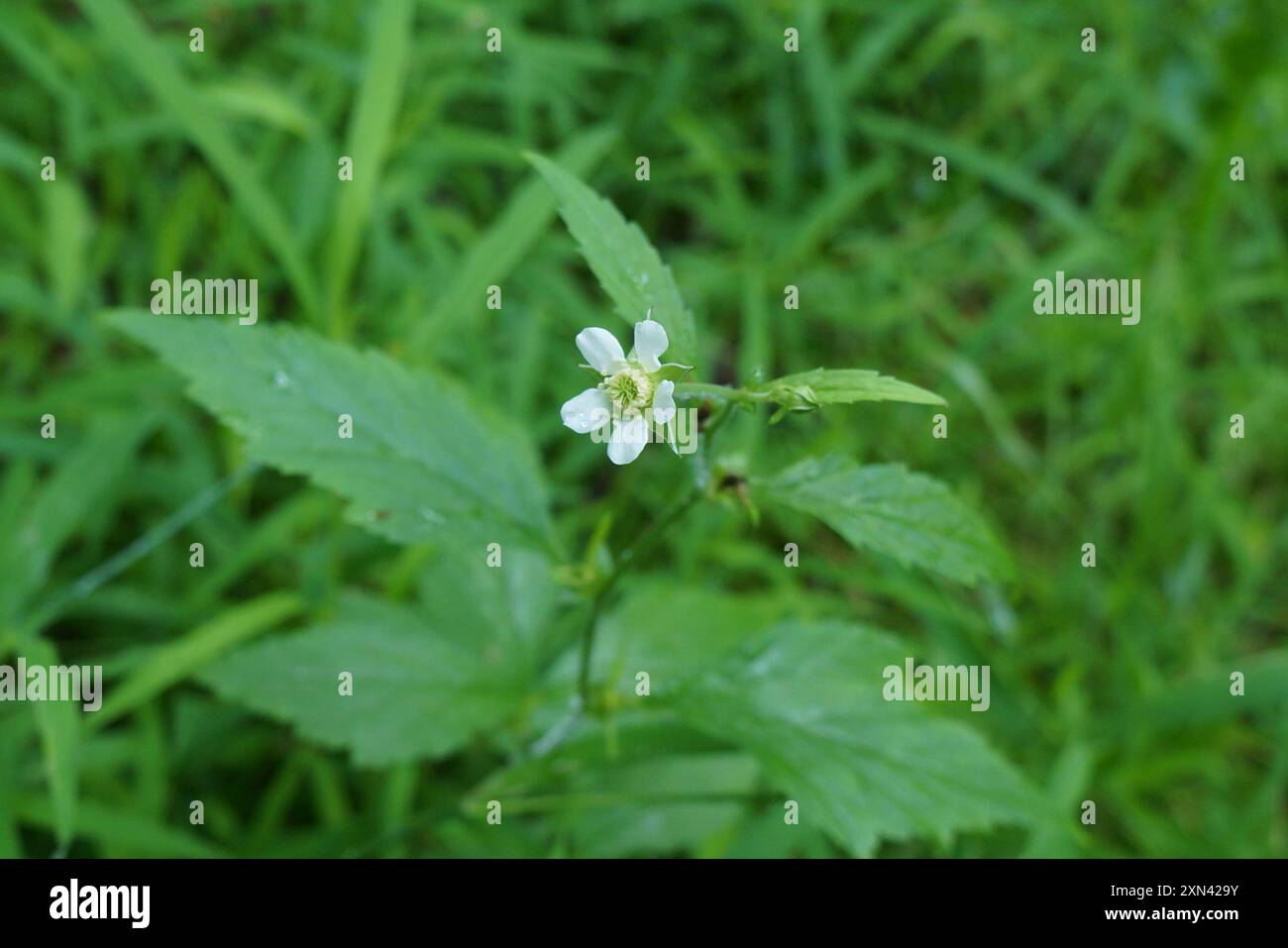 white avens (Geum canadense) Plantae Stock Photo - Alamy