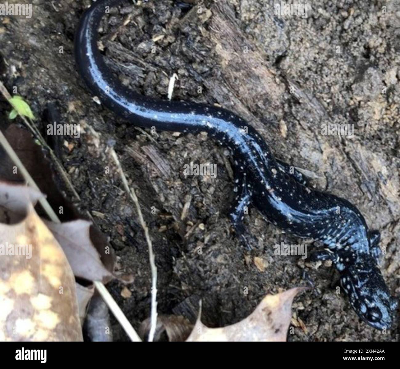 Northern Slimy Salamander (Plethodon glutinosus) Amphibia Stock Photo ...
