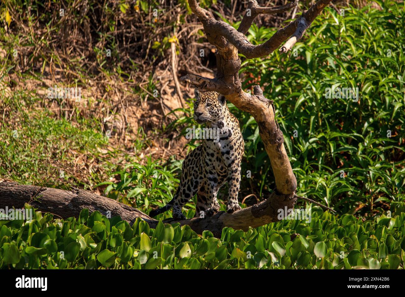 Jaguar, the biggest South American cat, Meeting of Waters Park the best ...