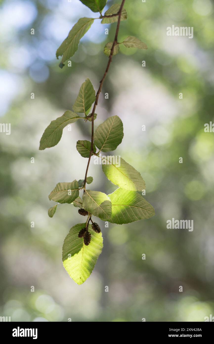 white alder (Alnus rhombifolia) Plantae Stock Photo - Alamy