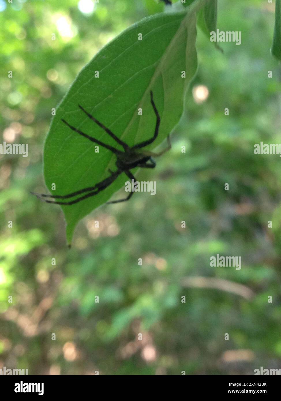 American Nursery Web Spider (Pisaurina mira) Arachnida Stock Photo - Alamy