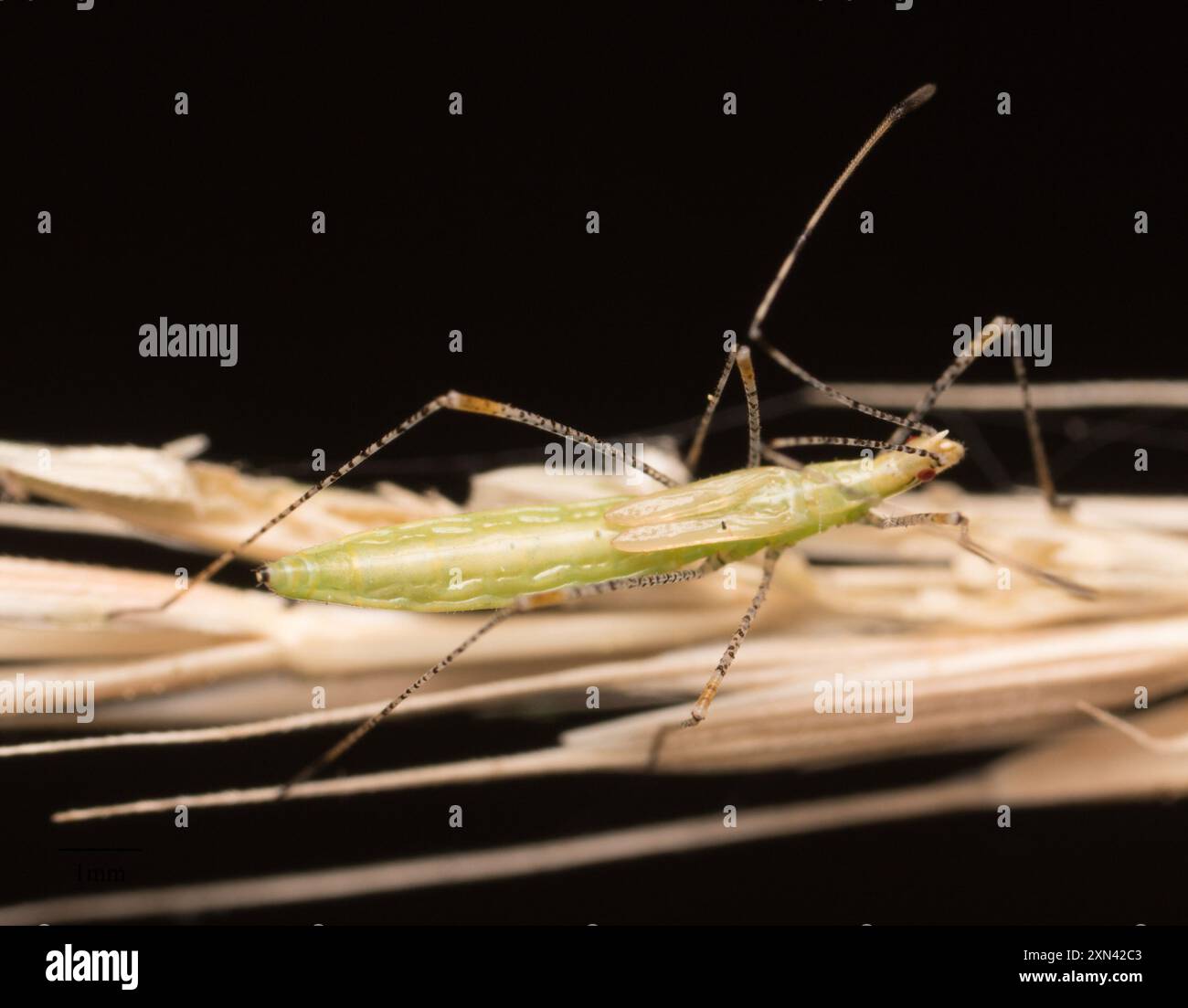 Stilt bugs hi-res stock photography and images - Alamy