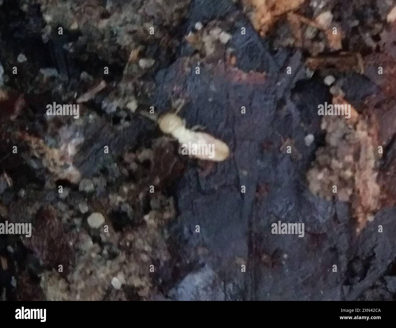 Eastern Subterranean Termite (Reticulitermes flavipes) Insecta Stock ...