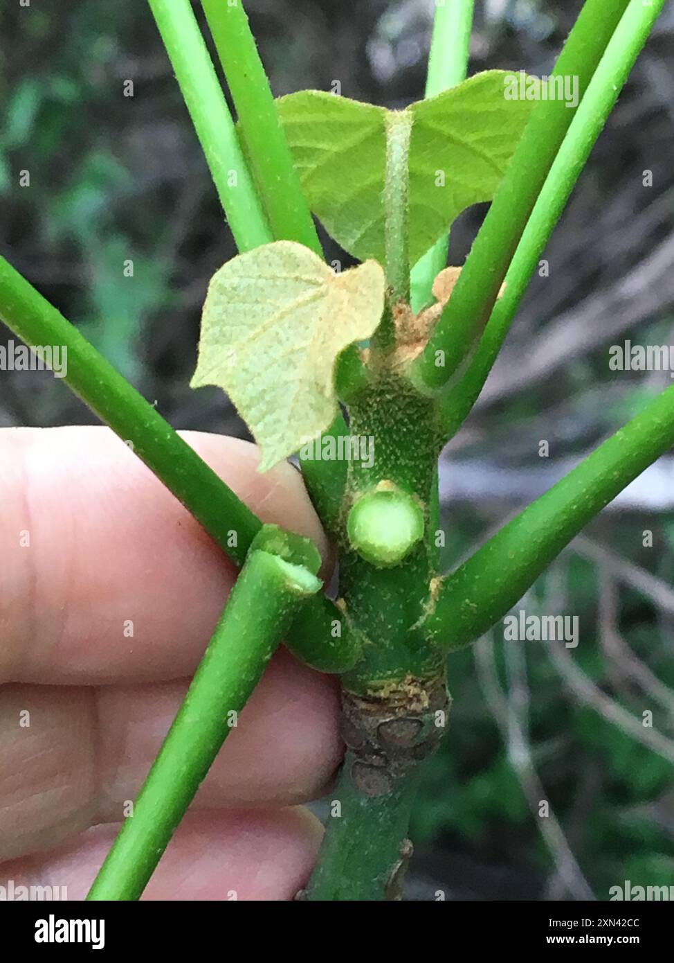 Chinese parasol tree (Firmiana simplex) Plantae Stock Photo - Alamy