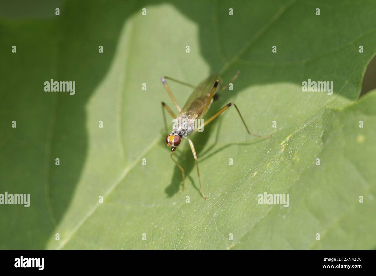 (Neria cibaria) Insecta Stock Photo - Alamy