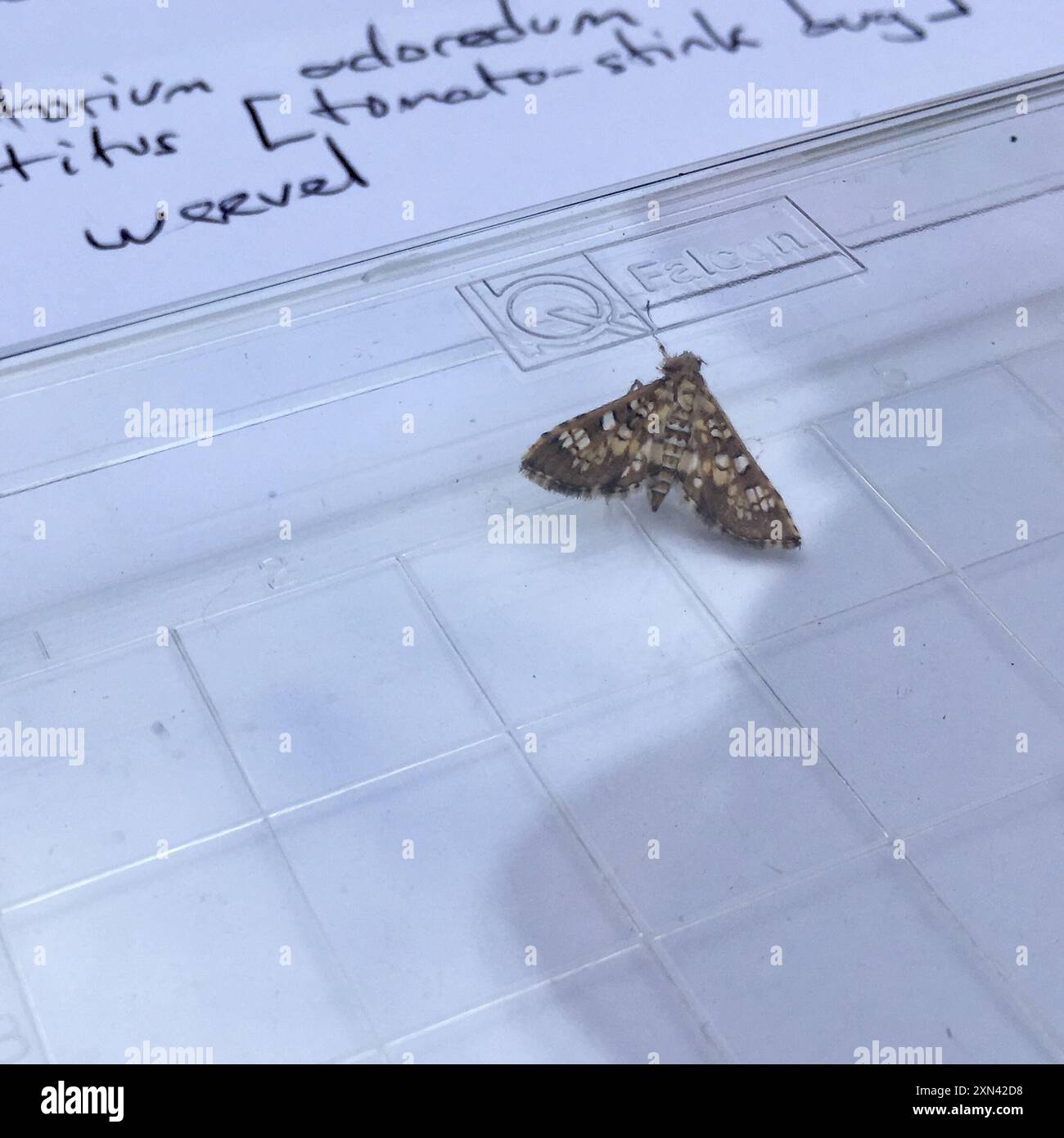 Stained-glass Moth (Samea castellalis) Insecta Stock Photo - Alamy