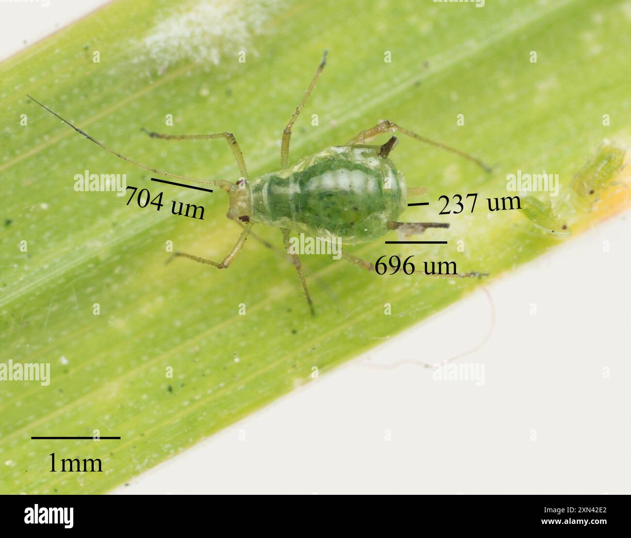 Grain Aphid (Sitobion fragariae) Insecta Stock Photo - Alamy