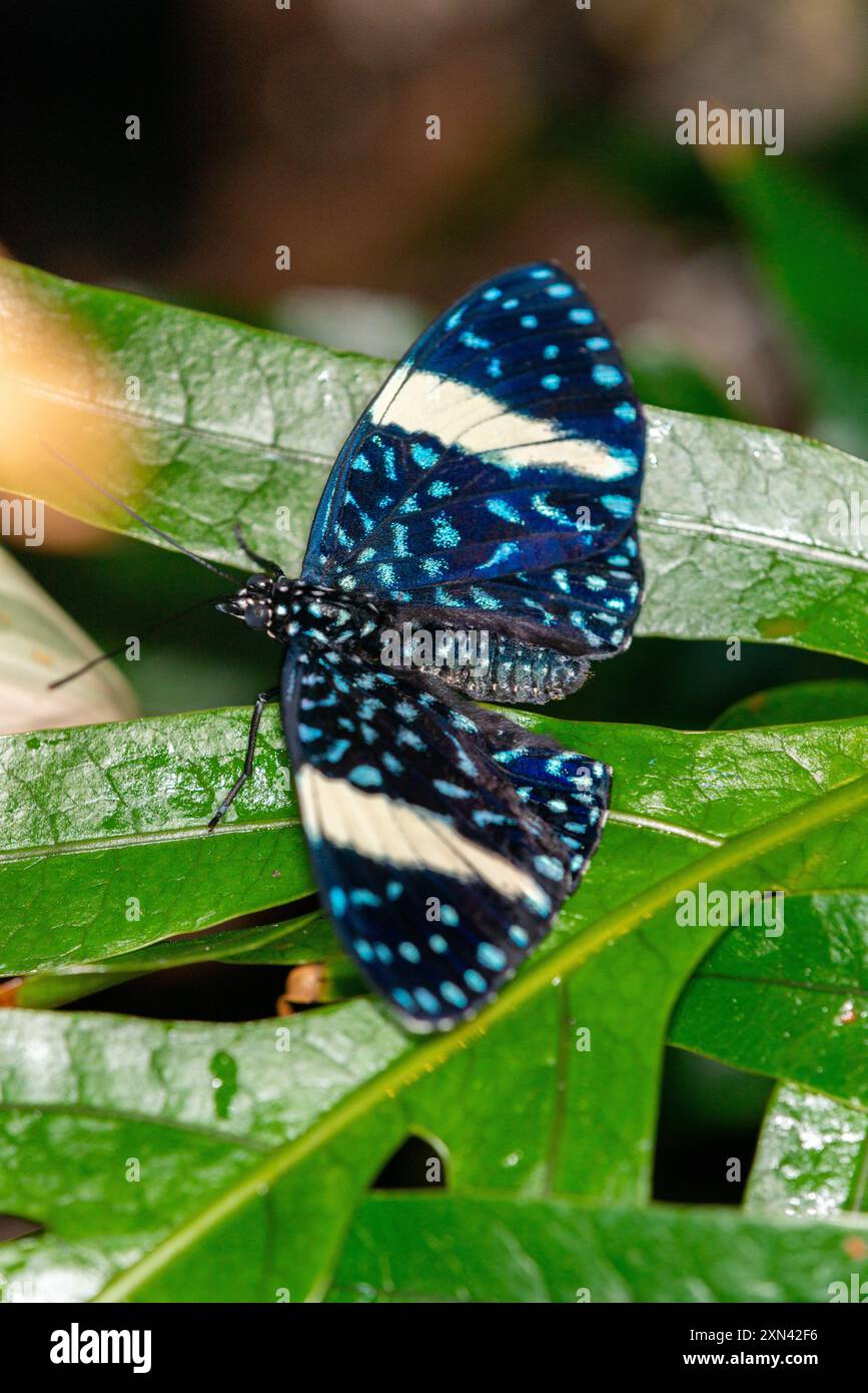 Blue Cracker Butterfly Stock Photo - Alamy
