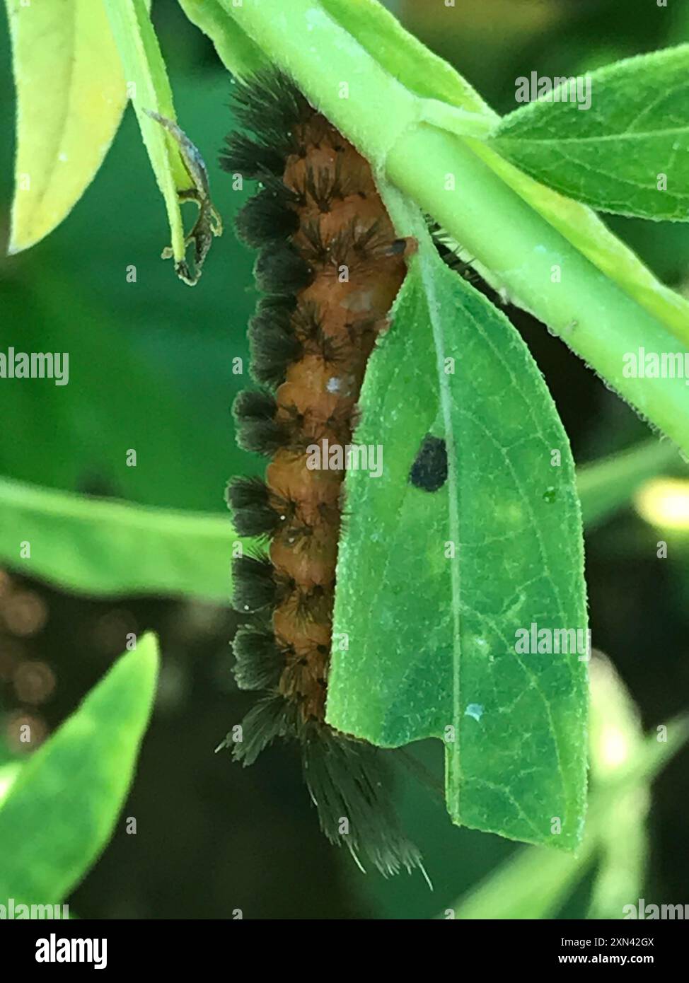 Unexpected Cycnia Moth (Cycnia collaris) Insecta Stock Photo - Alamy