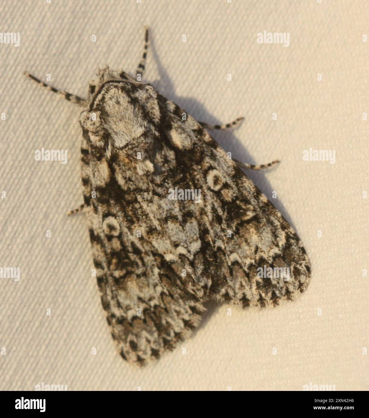 Marbled Oak Dagger (Acronicta marmorata) Insecta Stock Photo - Alamy