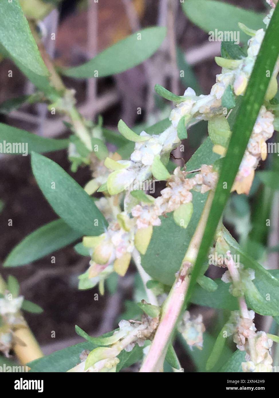 saltbush subfamily (Chenopodioideae) Plantae Stock Photo - Alamy