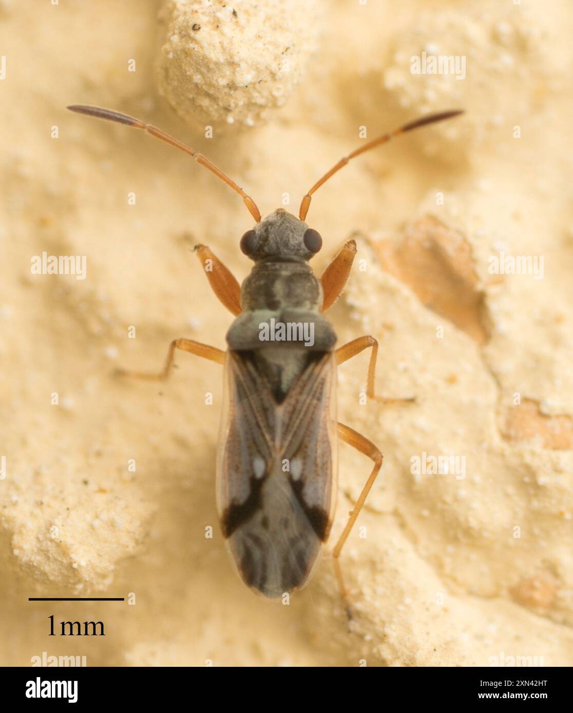 (Pseudopachybrachius vinctus) Insecta Stock Photo - Alamy