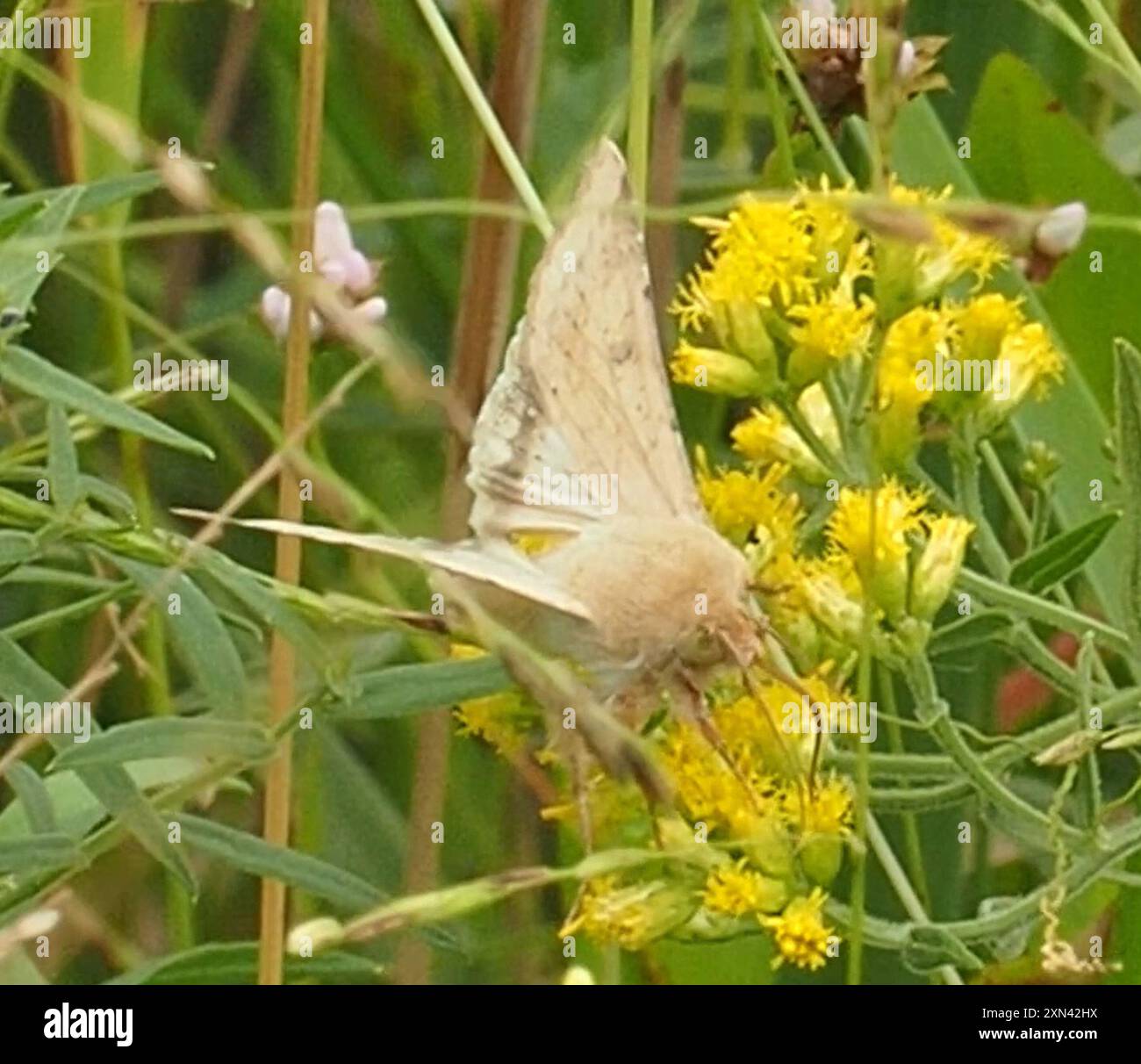 Earworm moth hi-res stock photography and images - Alamy
