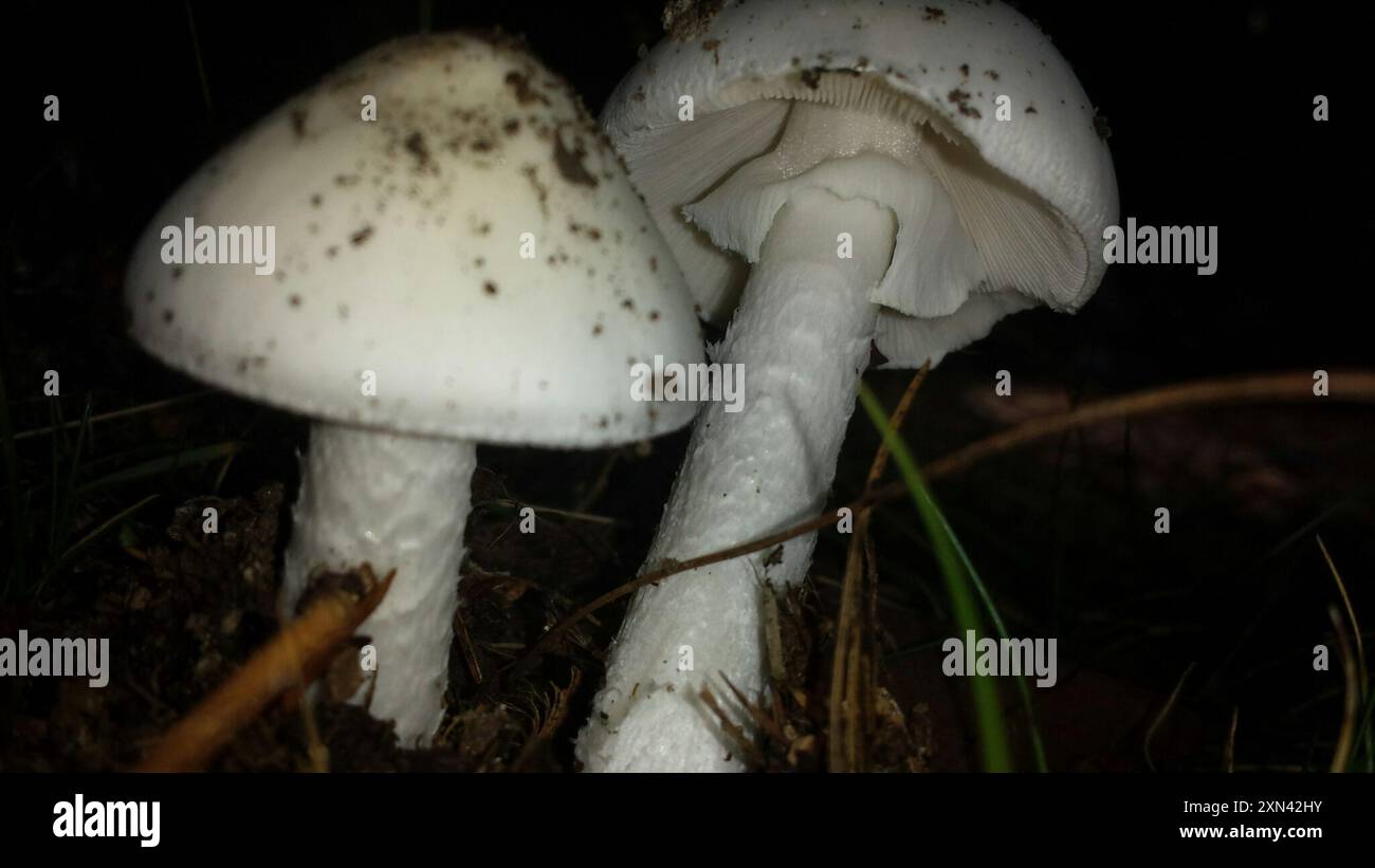 Eastern North American Destroying Angel (Amanita bisporigera) Fungi ...