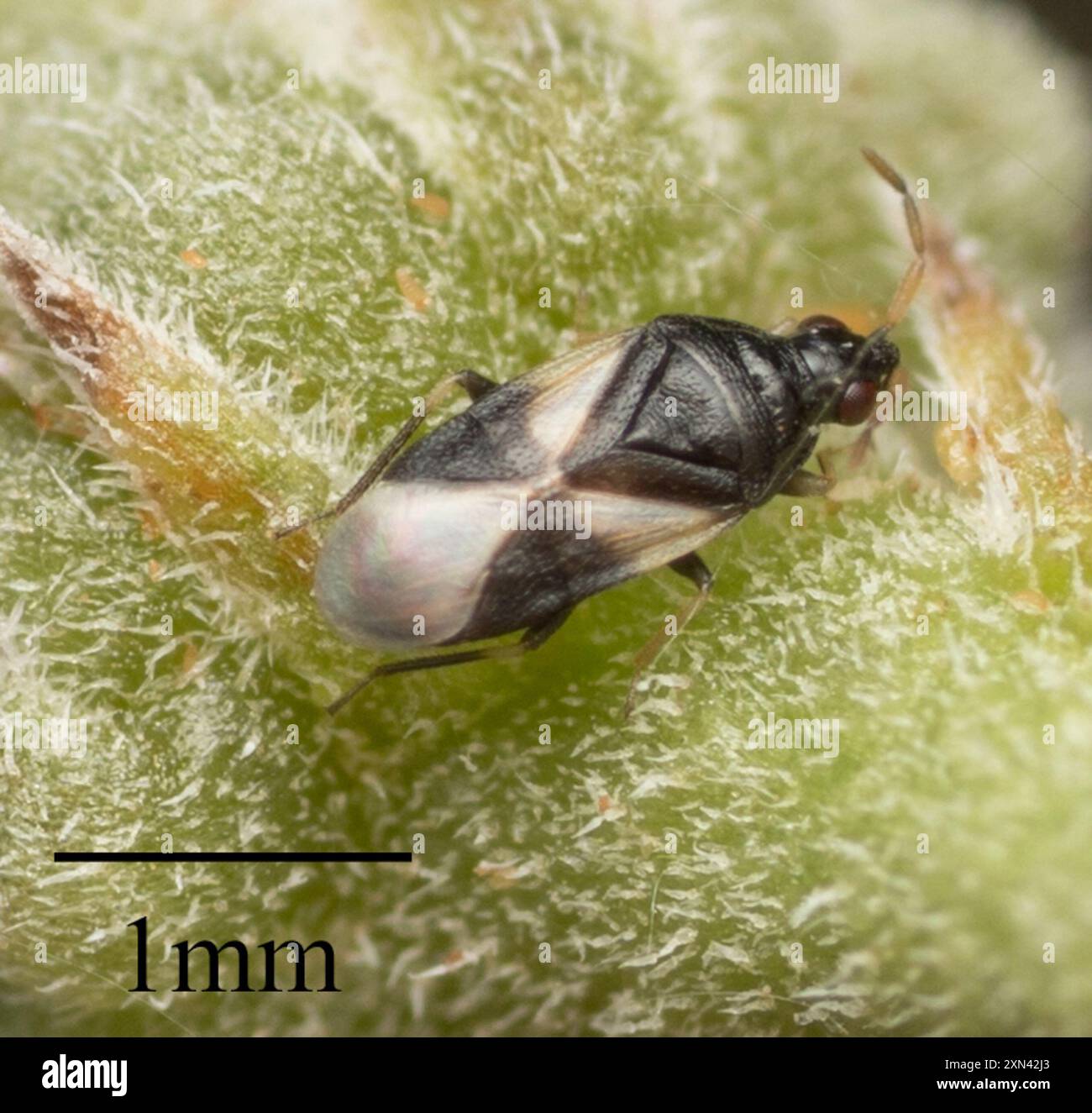 Minute pirate bugs (Anthocoridae) Insecta Stock Photo - Alamy