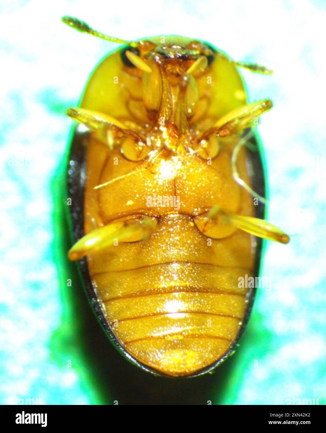 Breastplated Pleasing Fungus Beetle (Triplax thoracica) Insecta Stock ...