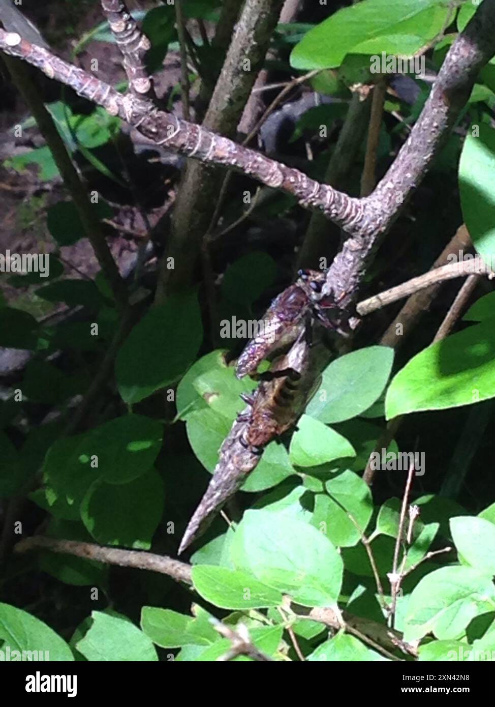 Maroon-legged Lion Fly (Promachus hinei) Insecta Stock Photo - Alamy