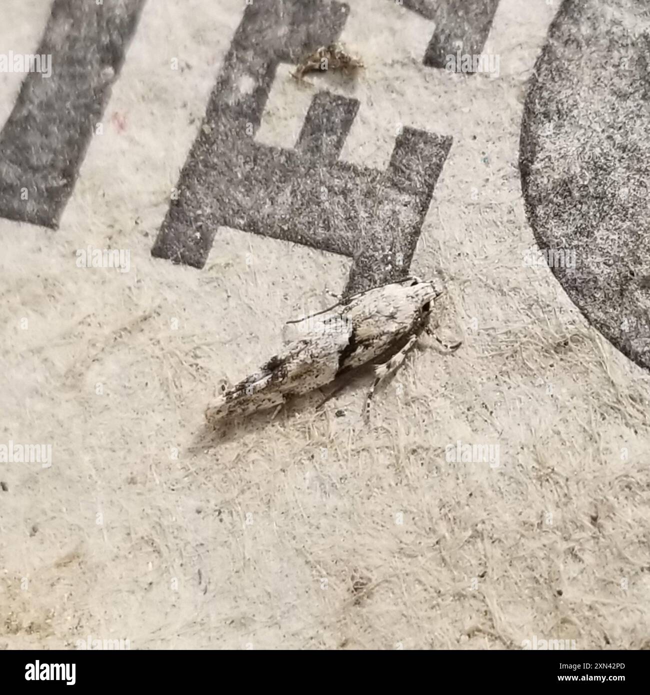 White Stripe-backed Moth (Arogalea cristifasciella) Insecta Stock Photo ...