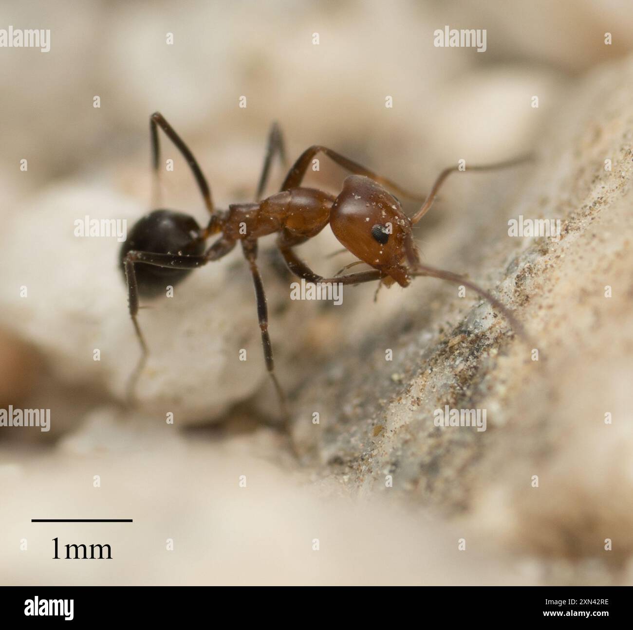 Pyramid Ants (Dorymyrmex) Insecta Stock Photo - Alamy