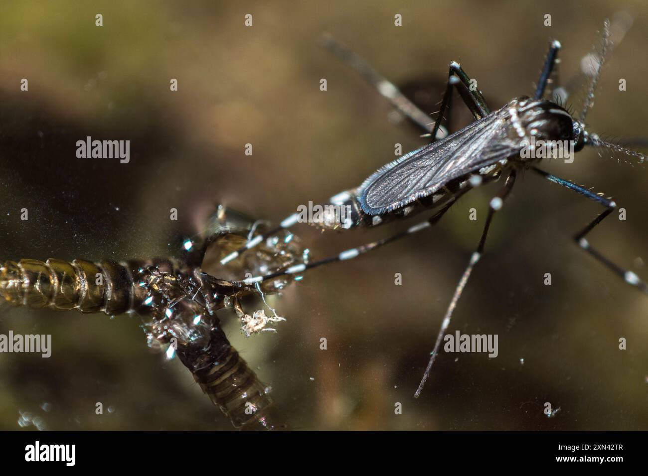 Asian Tiger Mosquito (Aedes albopictus) Insecta Stock Photo - Alamy