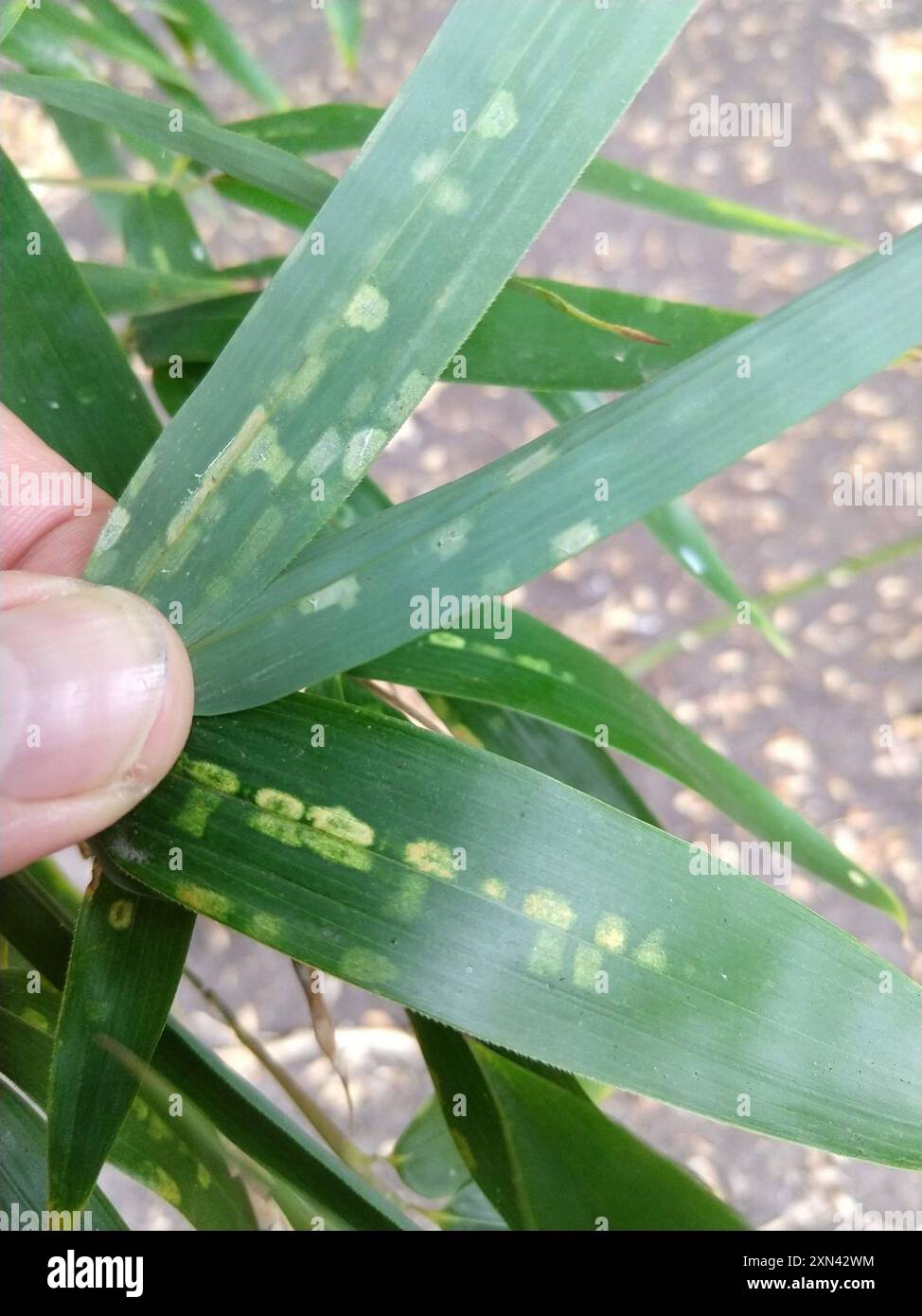 Bamboo Spider Mite (Stigmaeopsis celarius) Arachnida Stock Photo - Alamy