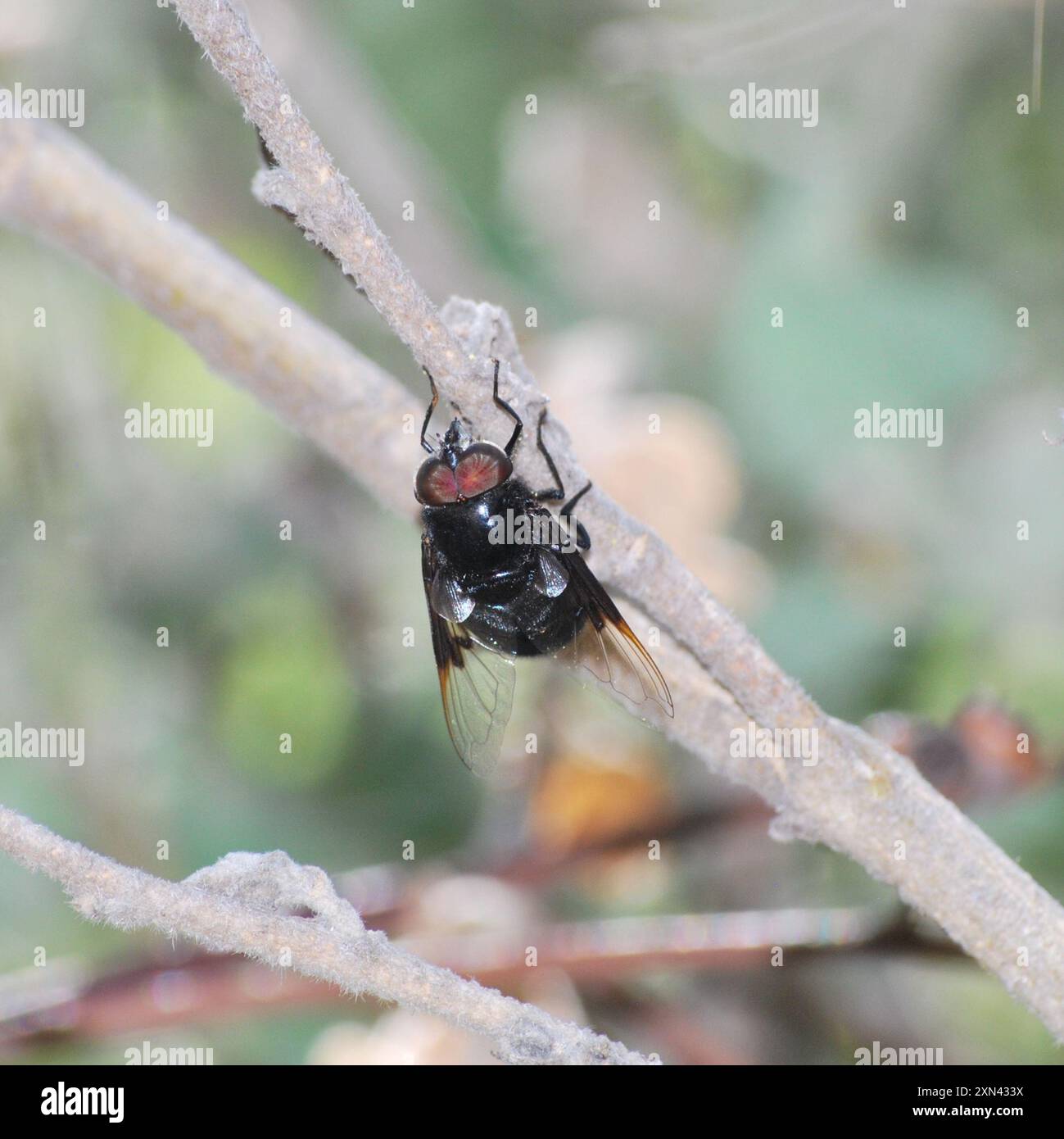 Mexican Cactus Fly (Copestylum mexicanum) Insecta Stock Photo - Alamy