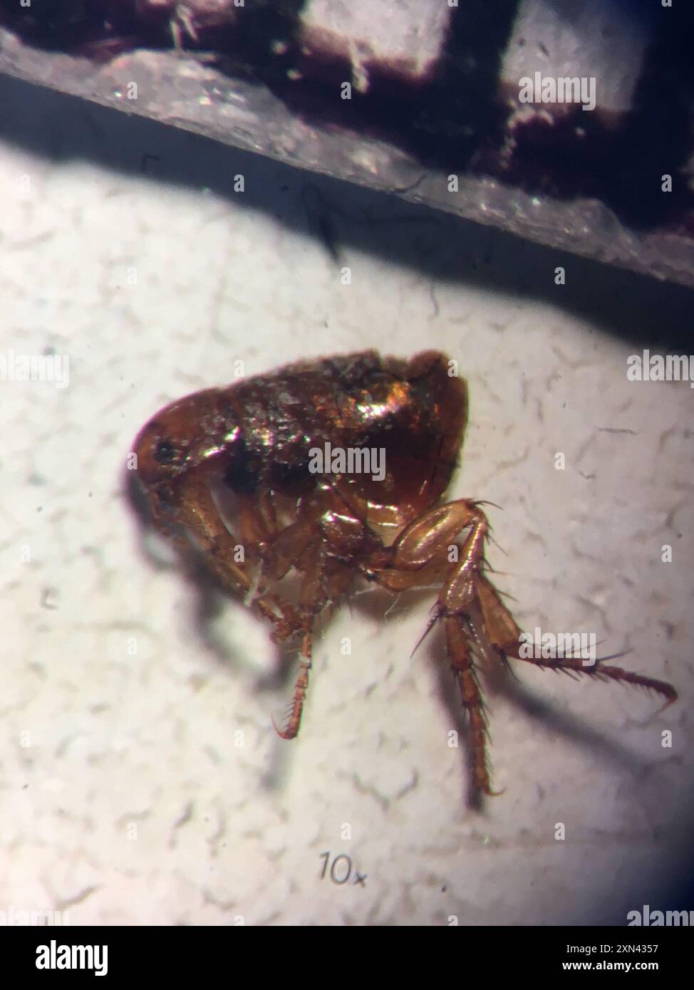 Human Flea (Pulex irritans) Insecta Stock Photo - Alamy