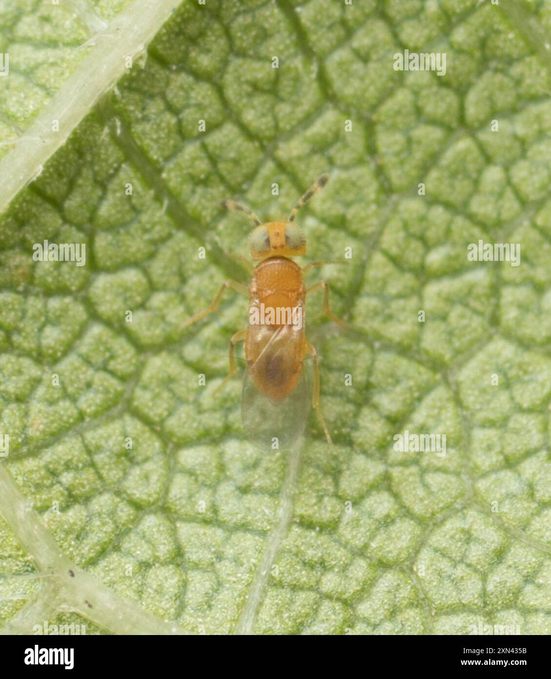 Encyrtidae hi-res stock photography and images - Alamy