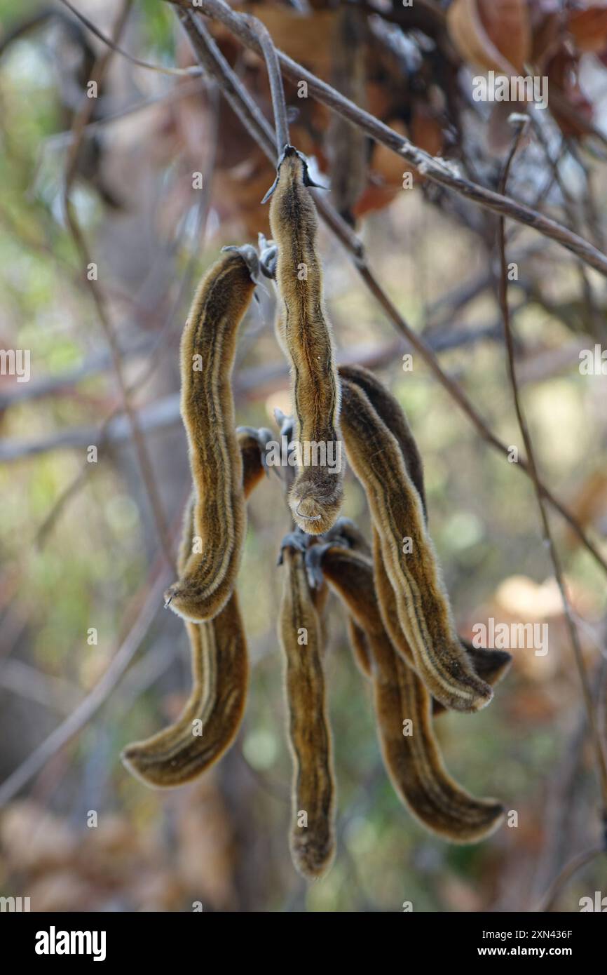 Velvet bean (Mucuna pruriens) Plantae Stock Photo - Alamy