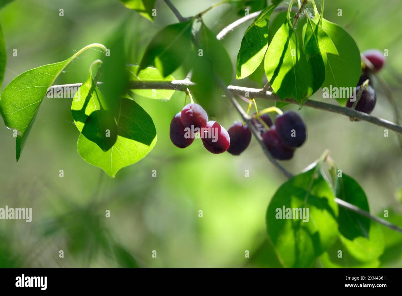 eastern swamp privet (Forestiera acuminata) Plantae Stock Photo - Alamy