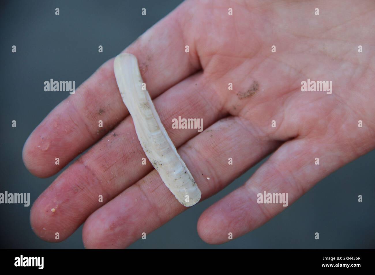 Atlantic Jackknife (Ensis leei) Mollusca Stock Photo - Alamy