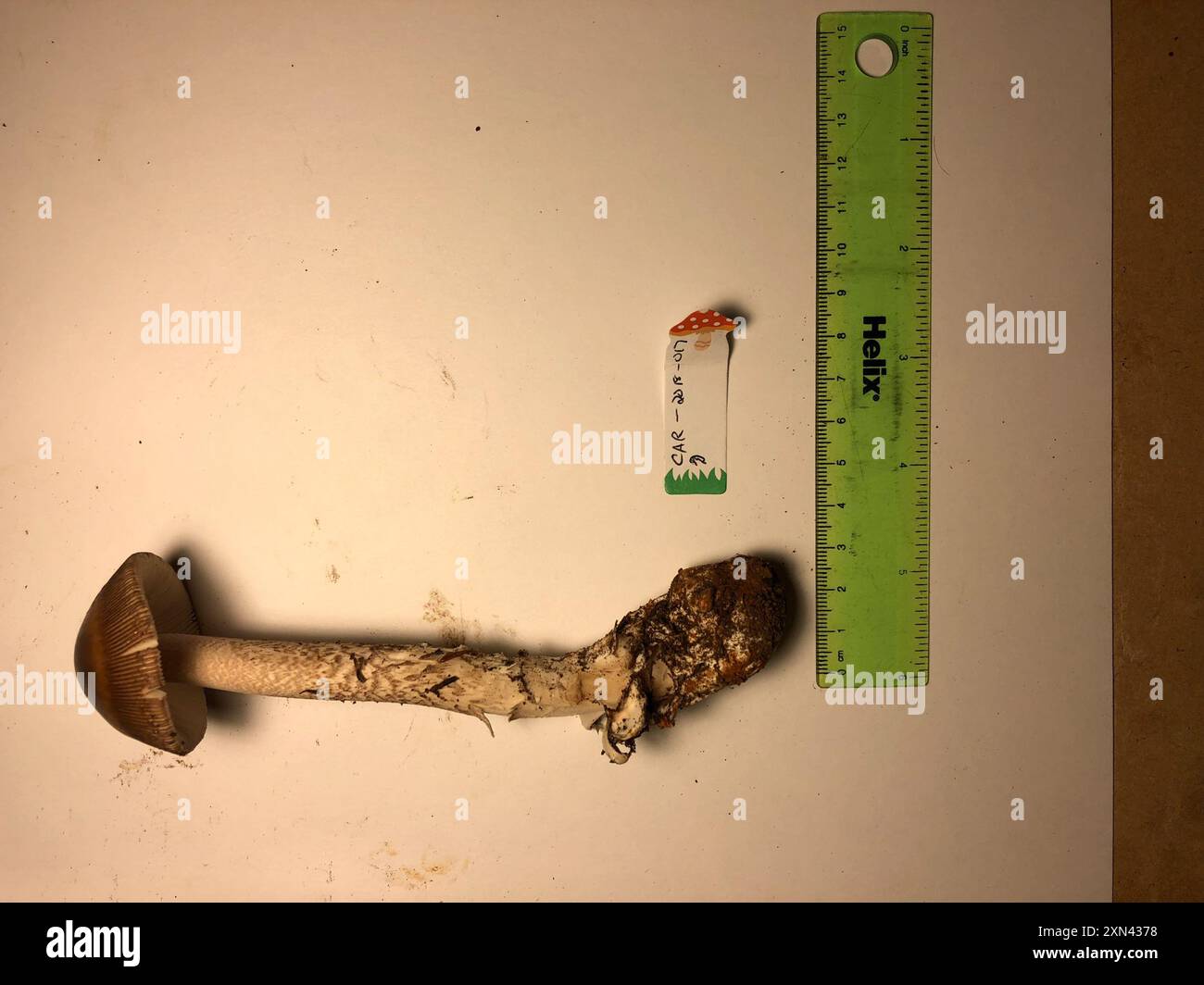 Western Grisette (Amanita pachycolea) Fungi Stock Photo - Alamy