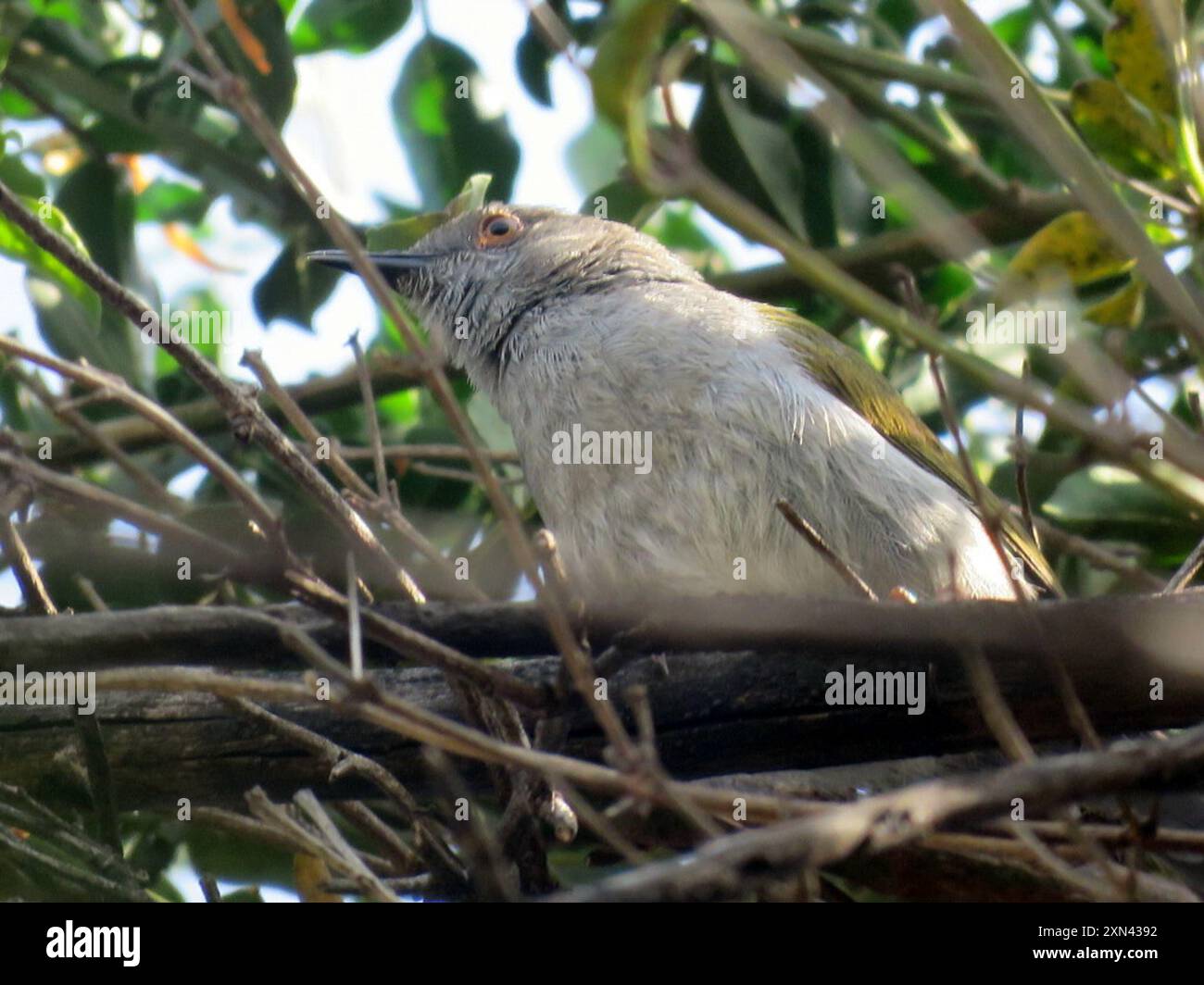Camaroptera brachyura hi-res stock photography and images - Alamy
