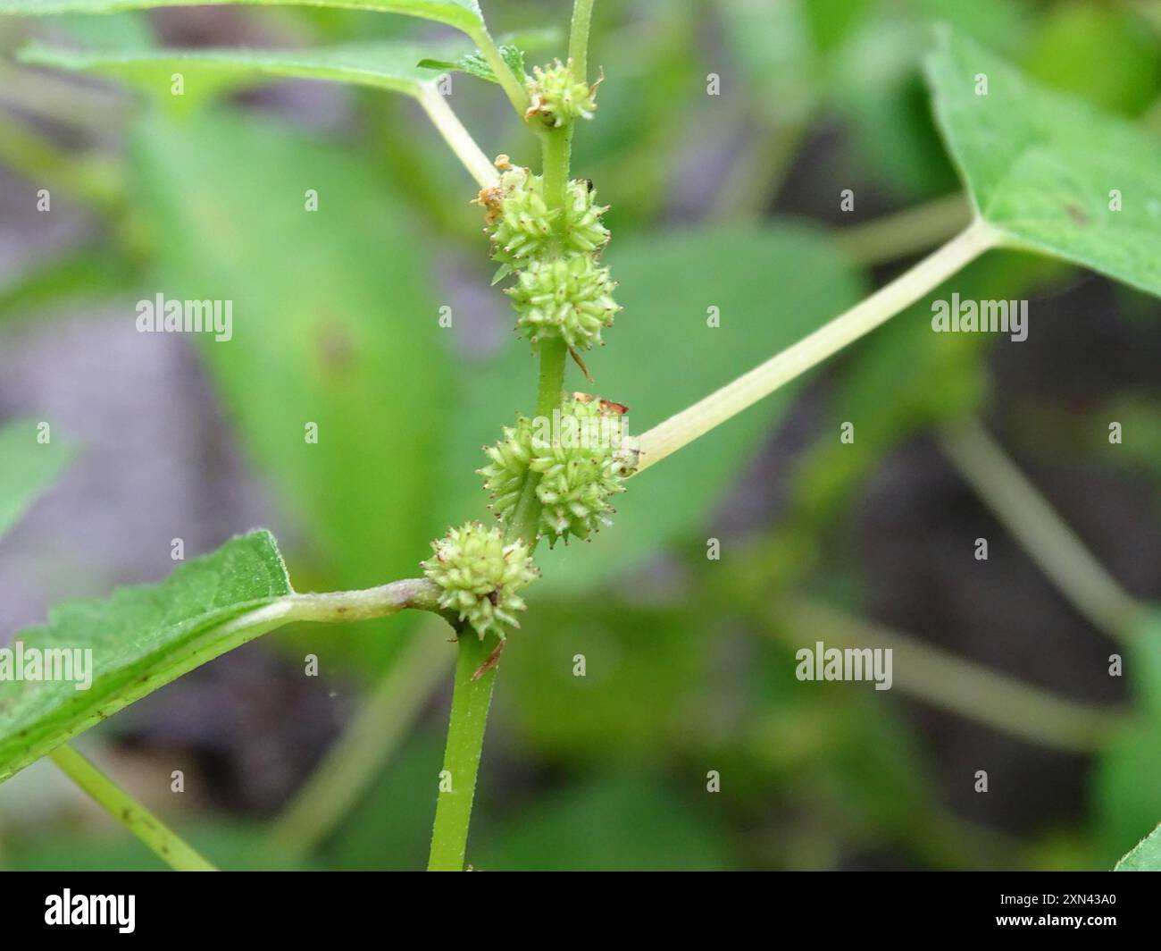 false nettle (Boehmeria cylindrica) Plantae Stock Photo - Alamy