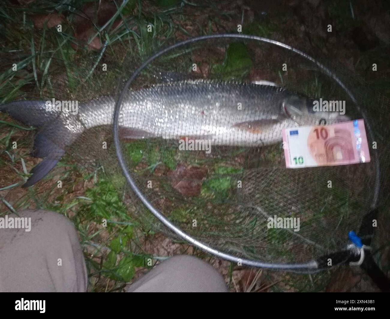 Asp (Leuciscus aspius) Actinopterygii Stock Photo - Alamy