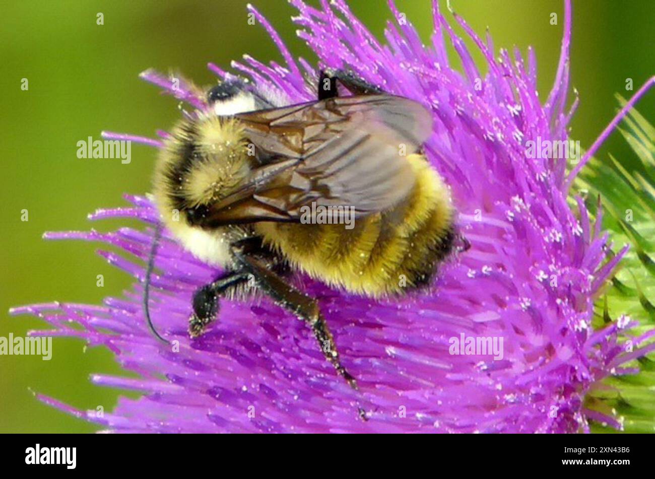 Golden Northern Bumble Bee (Bombus fervidus) Insecta Stock Photo - Alamy