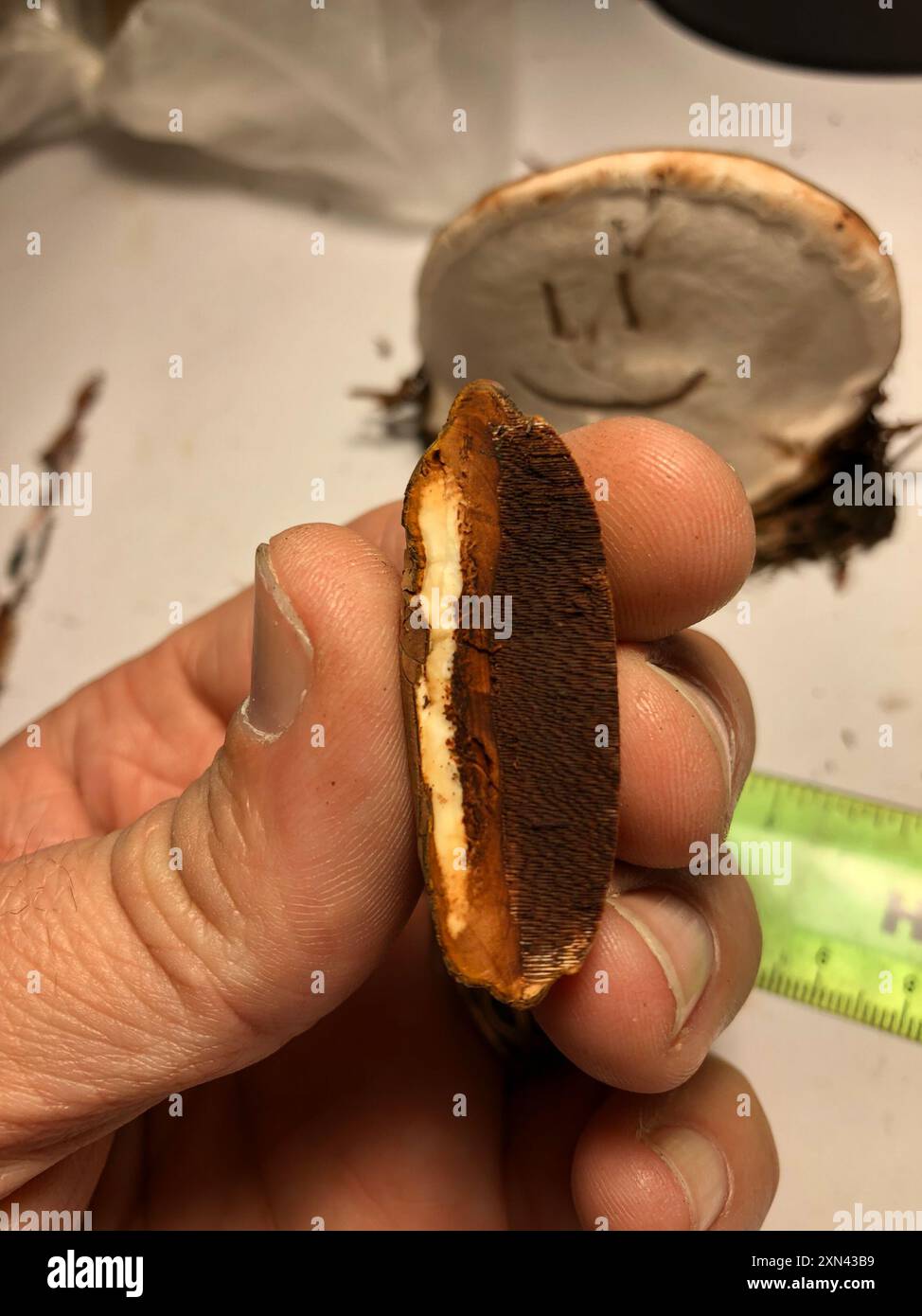 artist's bracket (Ganoderma applanatum) Fungi Stock Photo - Alamy