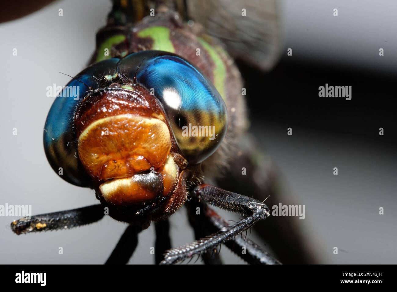 Swamp Darner (Epiaeschna heros) Insecta Stock Photo - Alamy